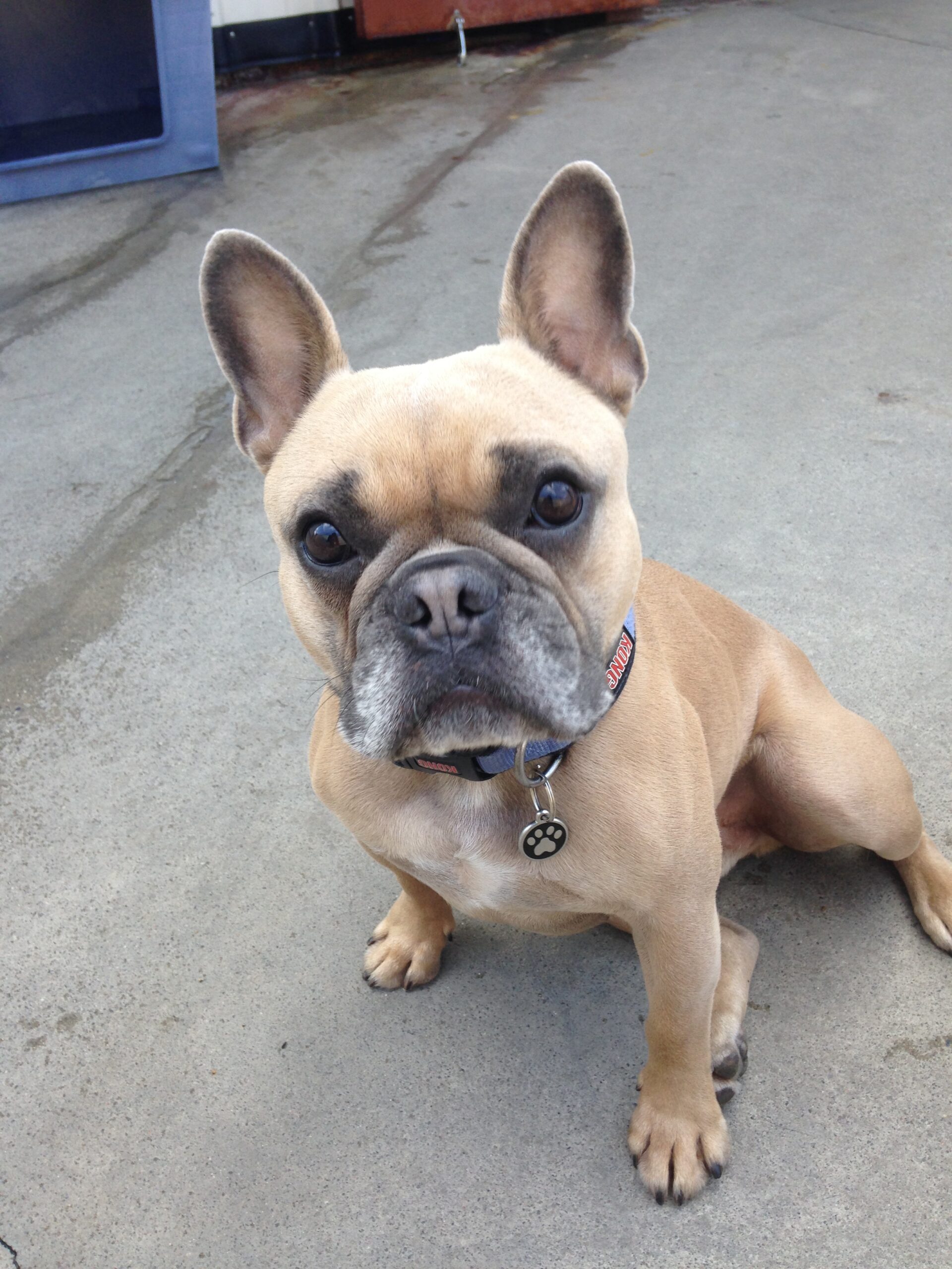 Puppy Praise | Grateful Dogs Clubhouse