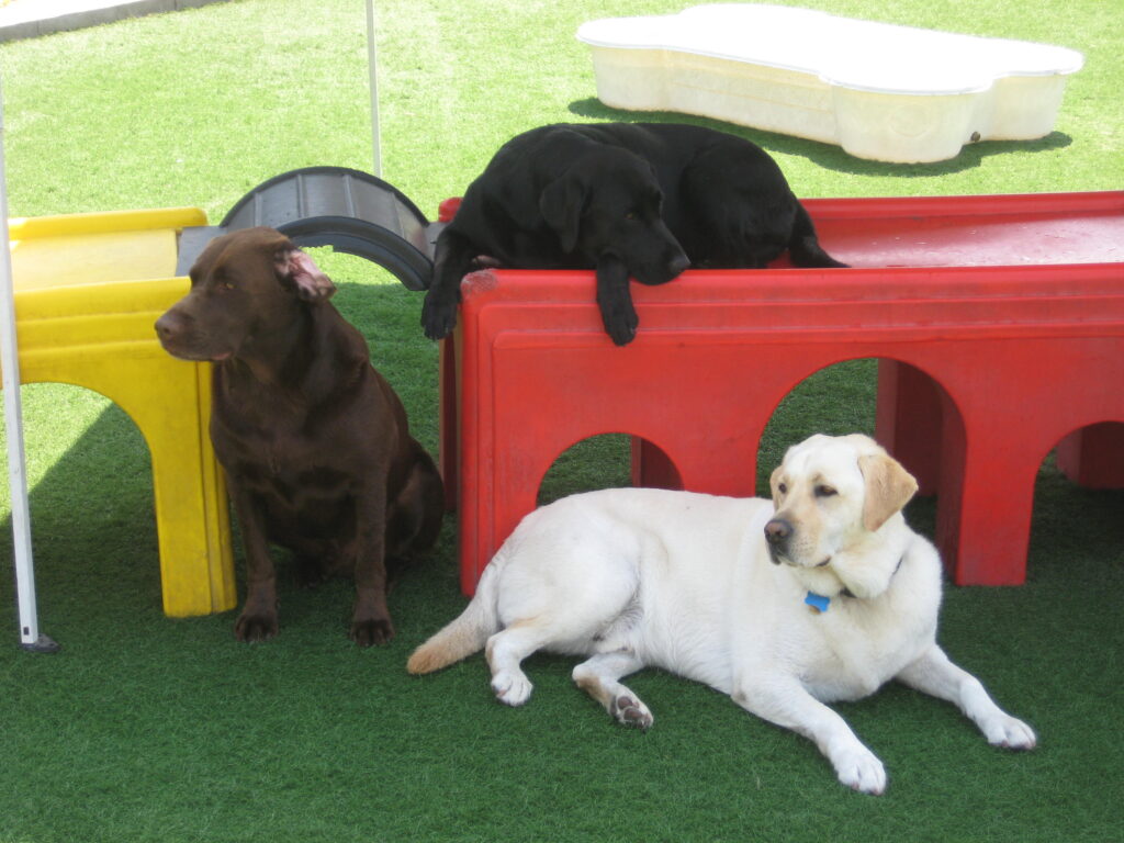 Photo Gallery | Grateful Dogs ClubhouseGrateful Dogs Clubhouse