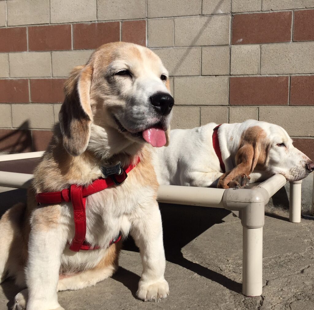 Photo Gallery | Grateful Dogs ClubhouseGrateful Dogs Clubhouse